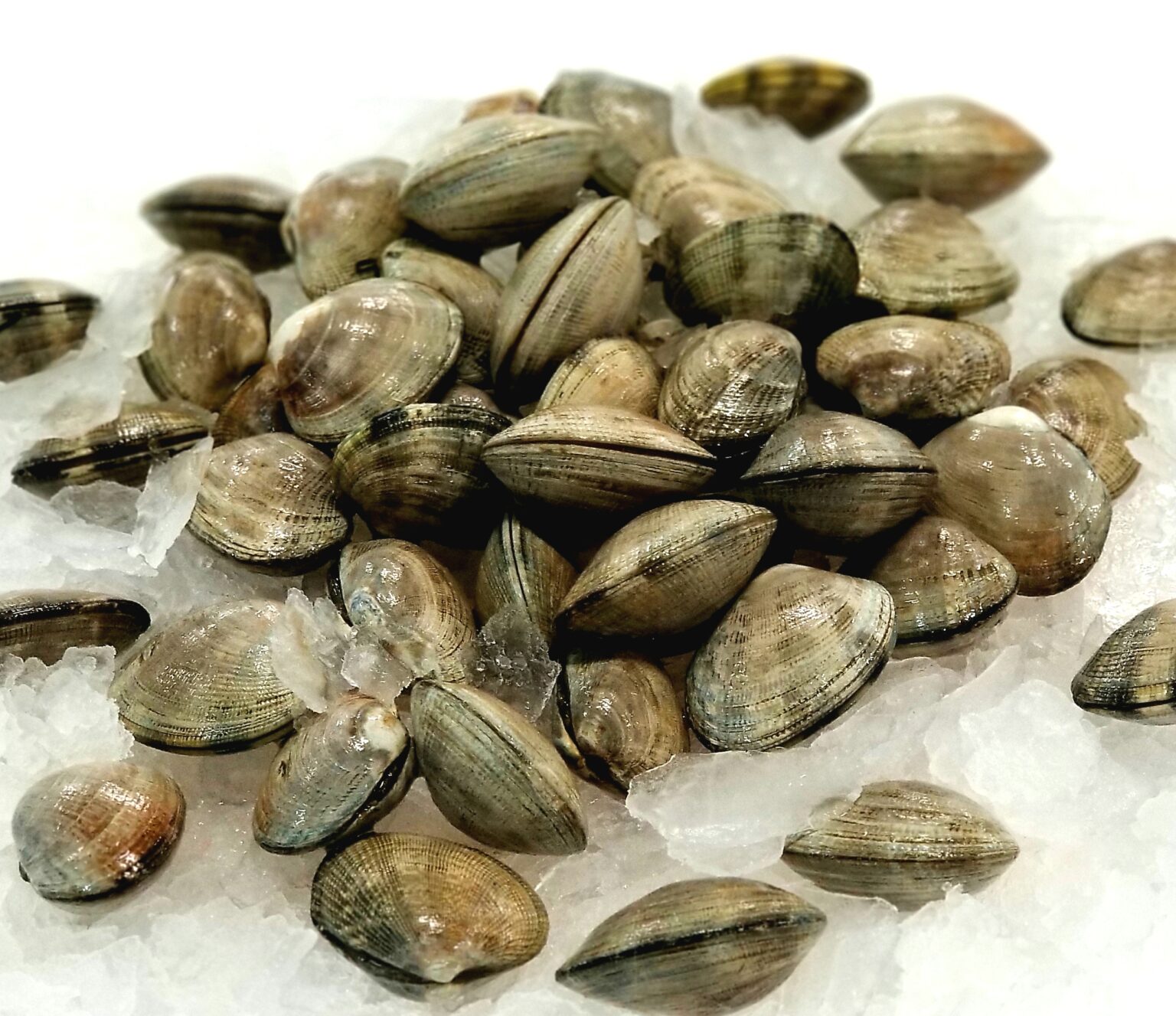 Manila Clams - Royal Hawaiian Seafood